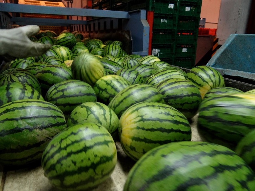 Watermelon work – Eating Research